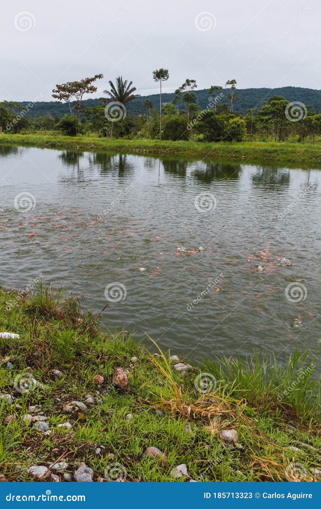 Tropical Landscape, Amazon, Riverside, Tilapia Pools Stock Image ...
