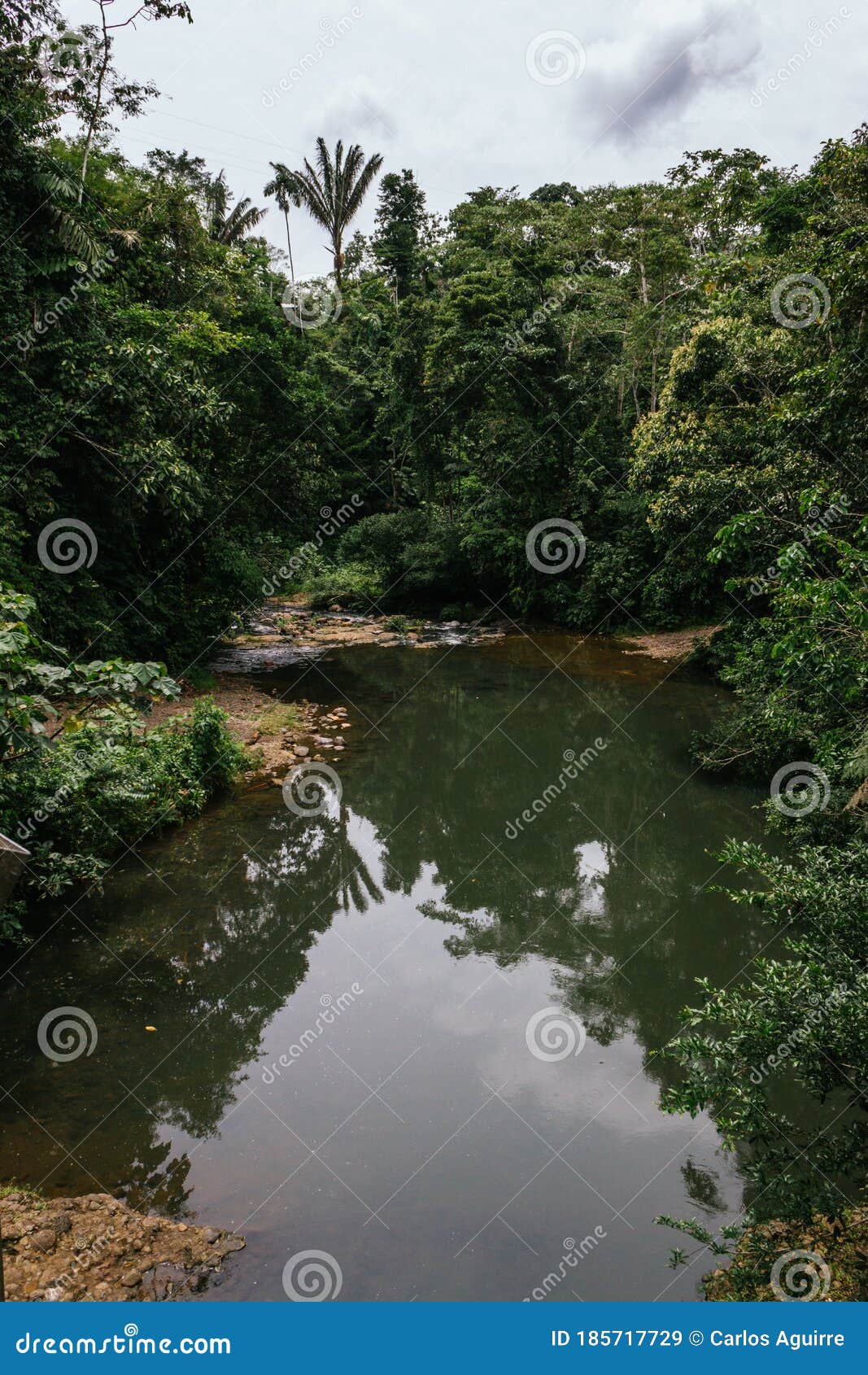 Tropical Landscape, Amazon, Riverside, Tilapia Pools Stock Image ...