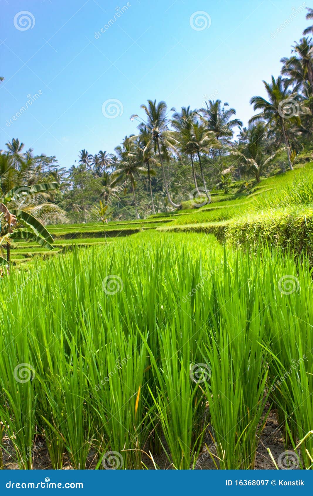 Tropical Landscape. Indonesia Stock Image - Image of tree, terrace ...