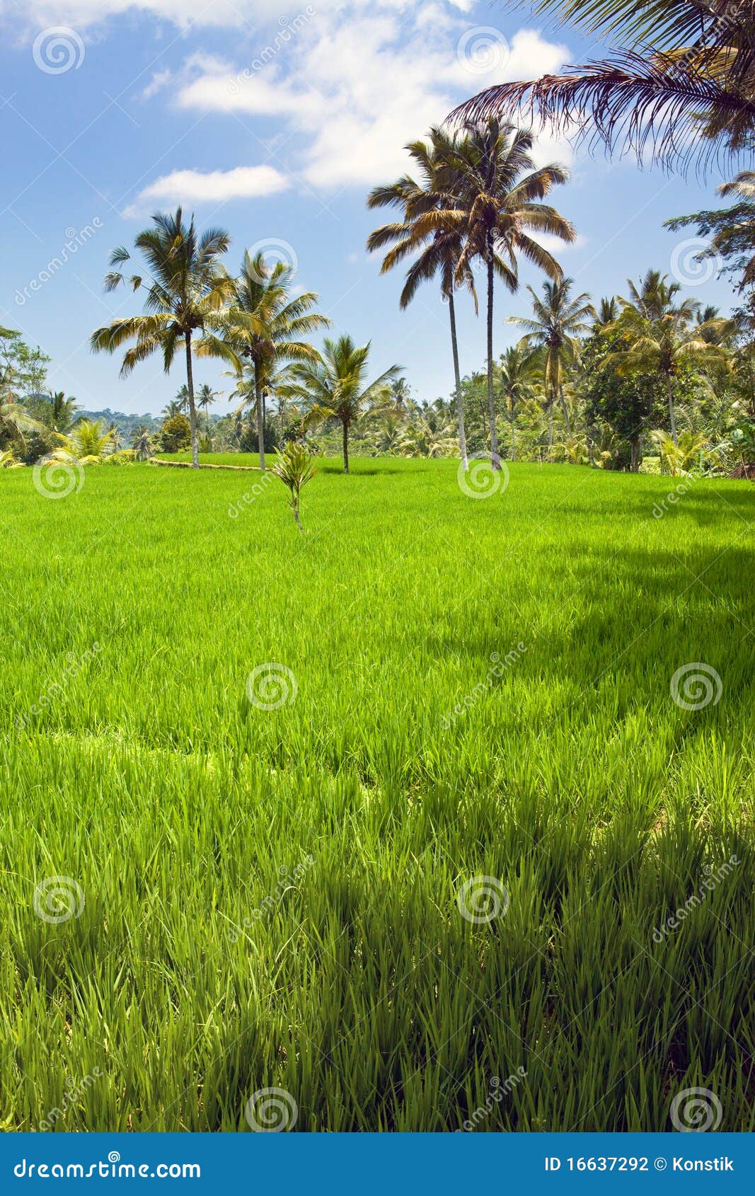 Tropical Landscape. Indonesia Stock Photo - Image of tourism, plant ...