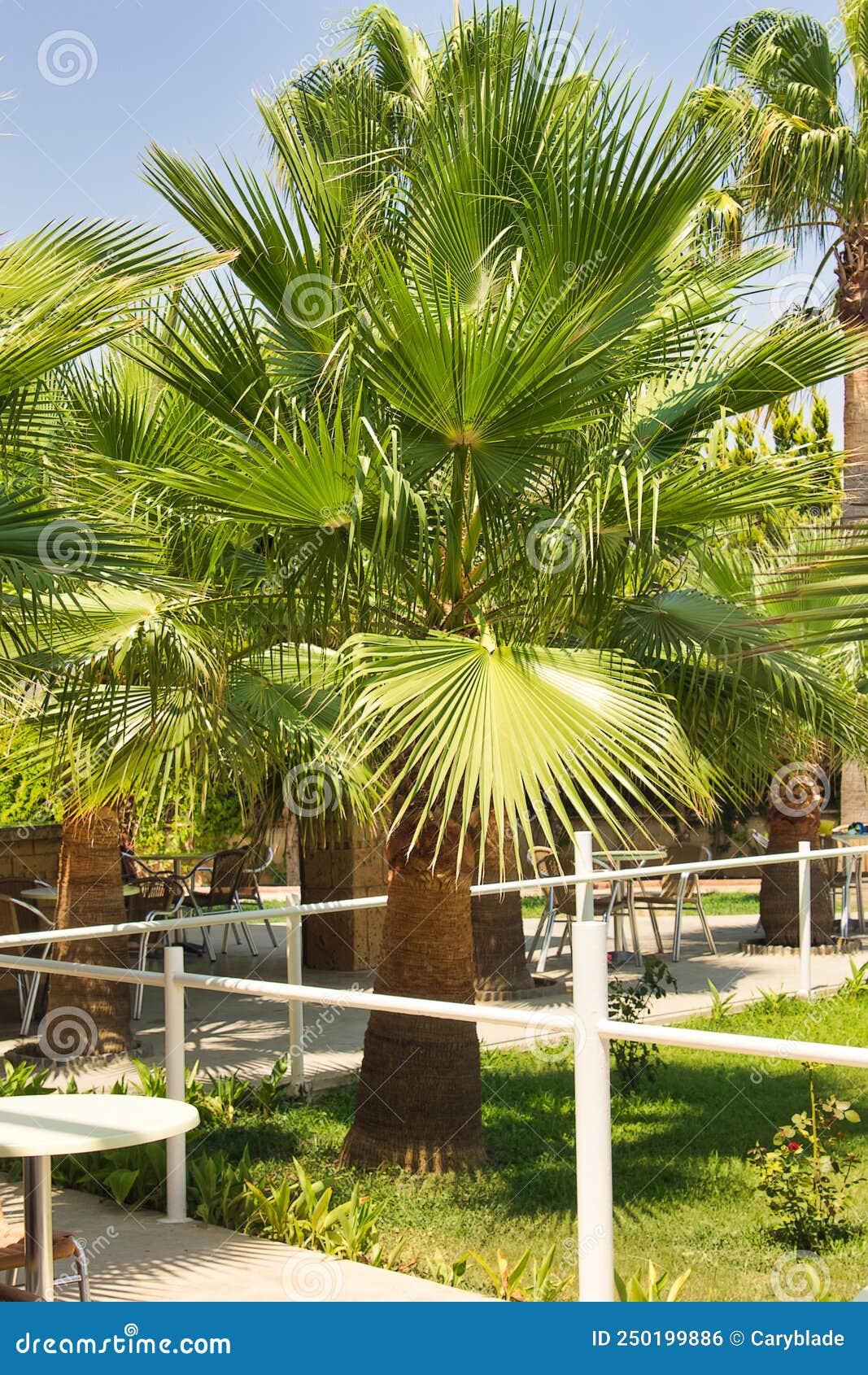 A beautiful palm tree. stock photo. Image of bush, palm - 250199886