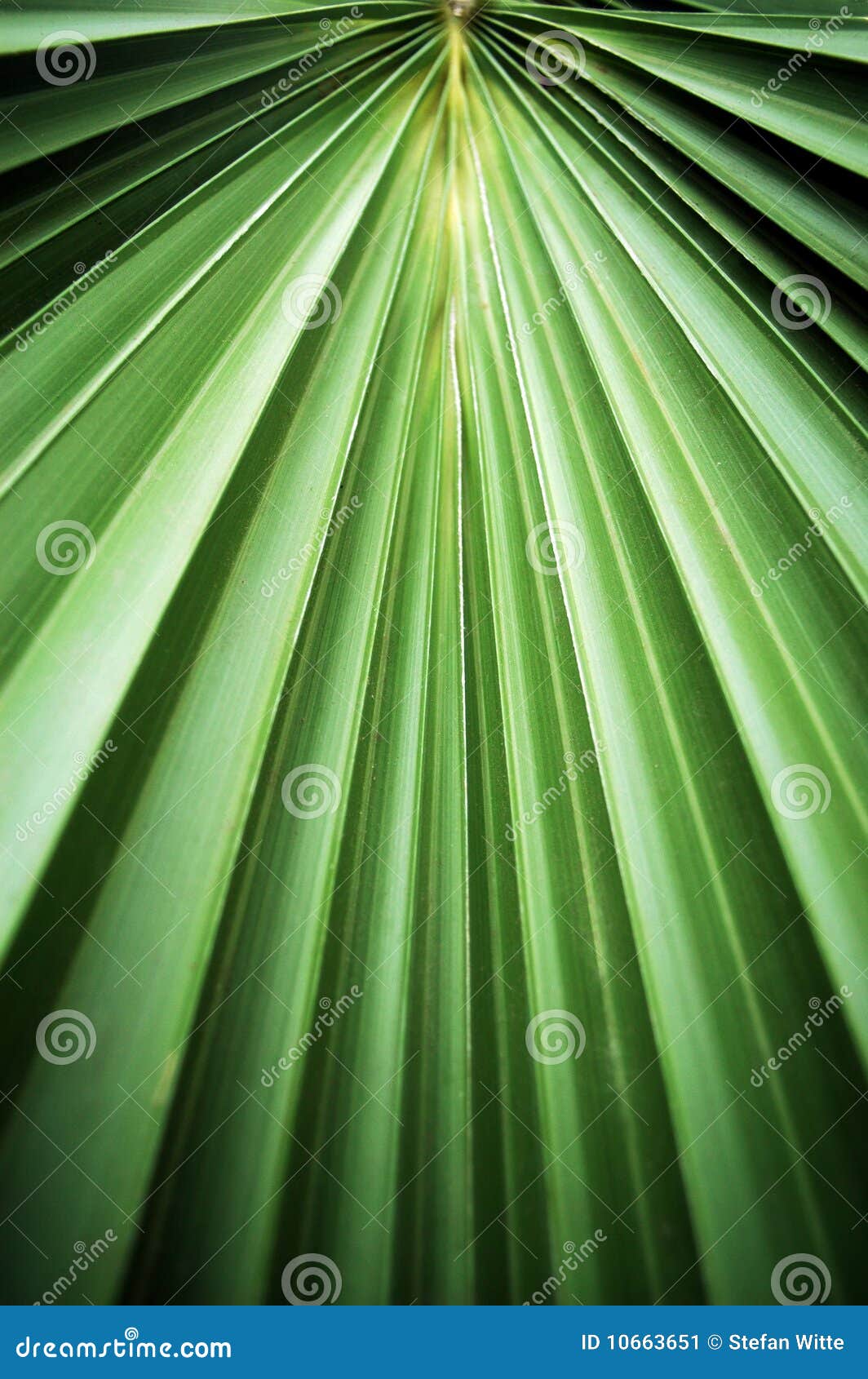 Tropical leaf stock image. Image of botanical, amsterdam - 10663651