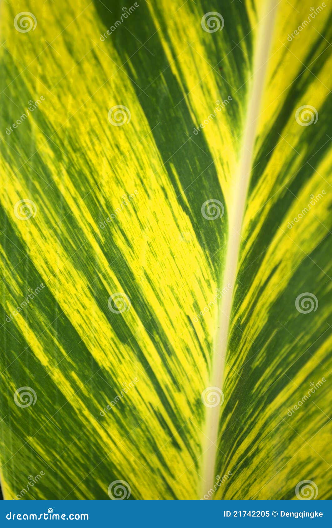 Tropical leaf stock image. Image of foliage, background - 21742205