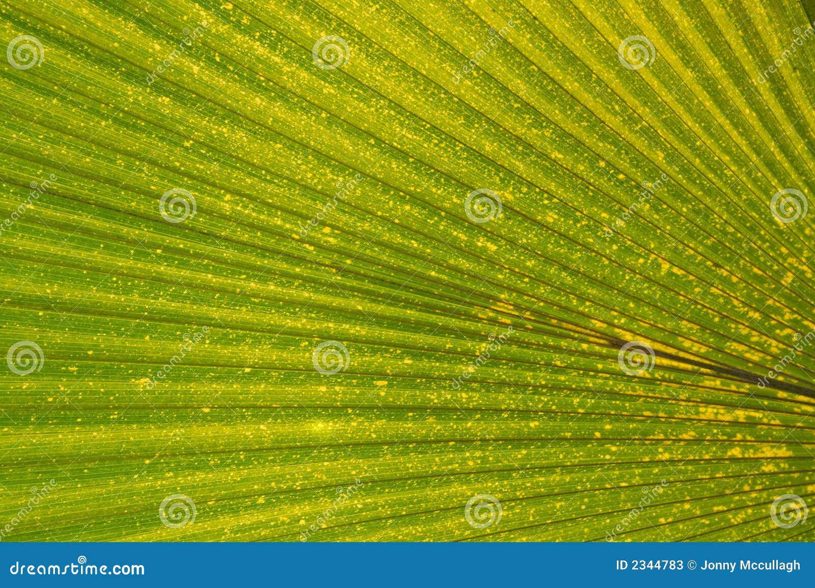 Tropical Leaf stock image. Image of leaves, tropical, woodland - 2344783