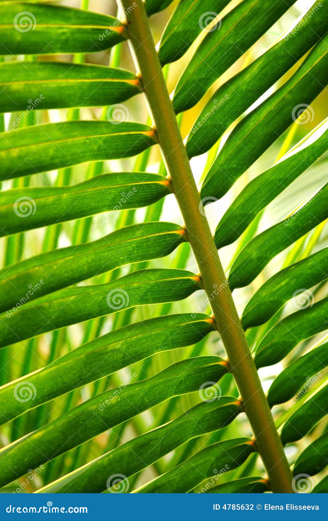 Tropical Leaf Stock Photography - Image: 4785632