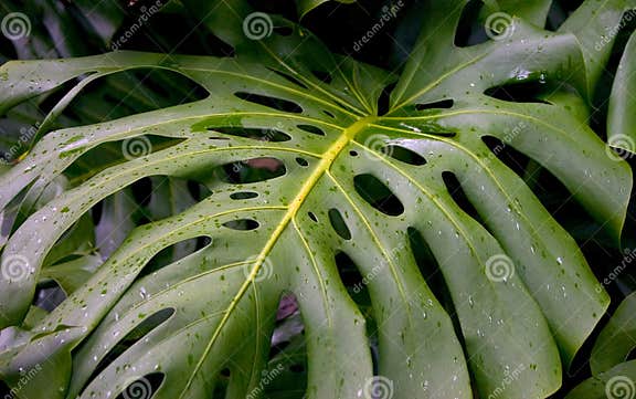 Tropical Leaf stock image. Image of colorful, hawaii, water - 655799