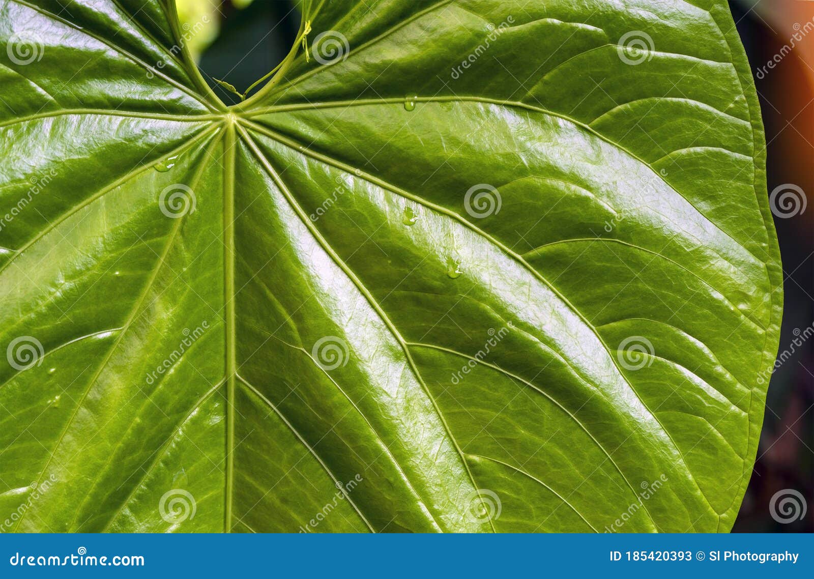 Tropical Leaf, Amazon Rainforest Editorial Stock Photo - Image of color ...