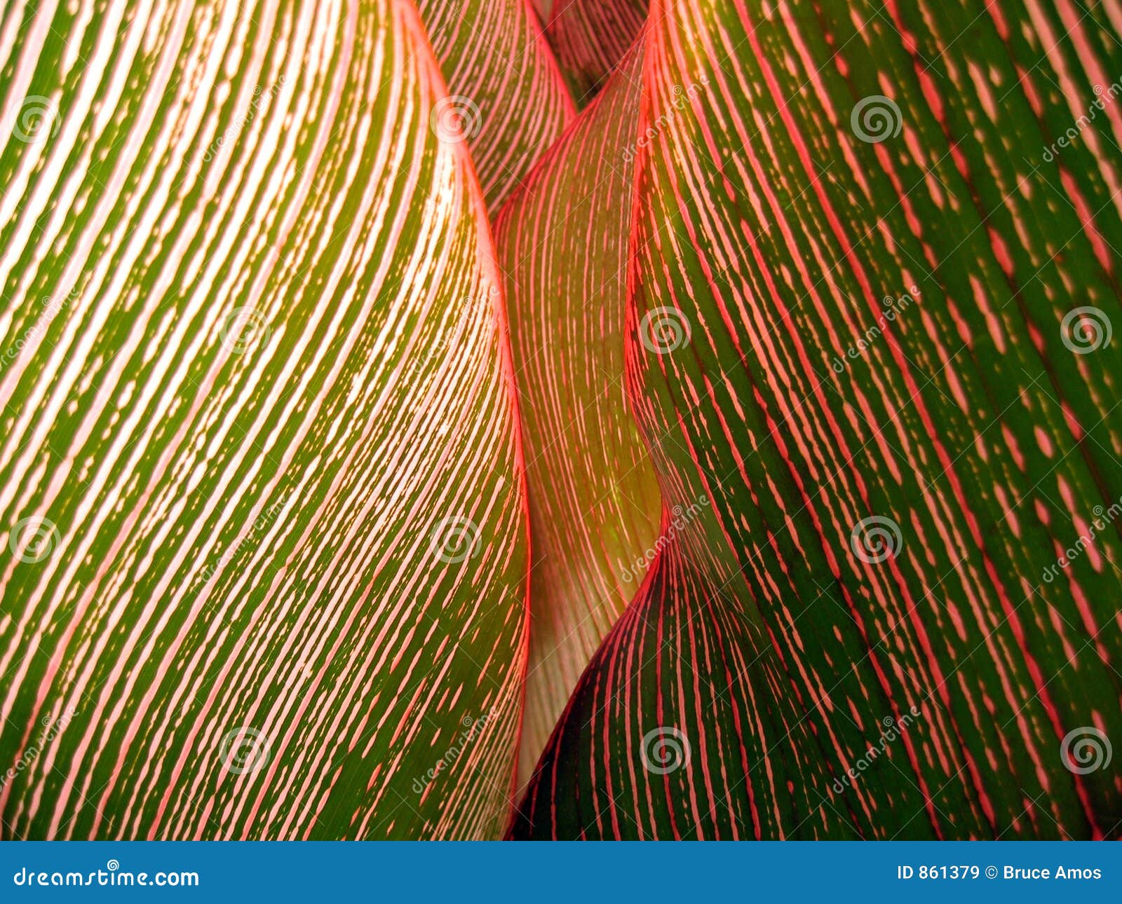 Tropical leaf close-up #1 stock image. Image of grow, detail - 861379