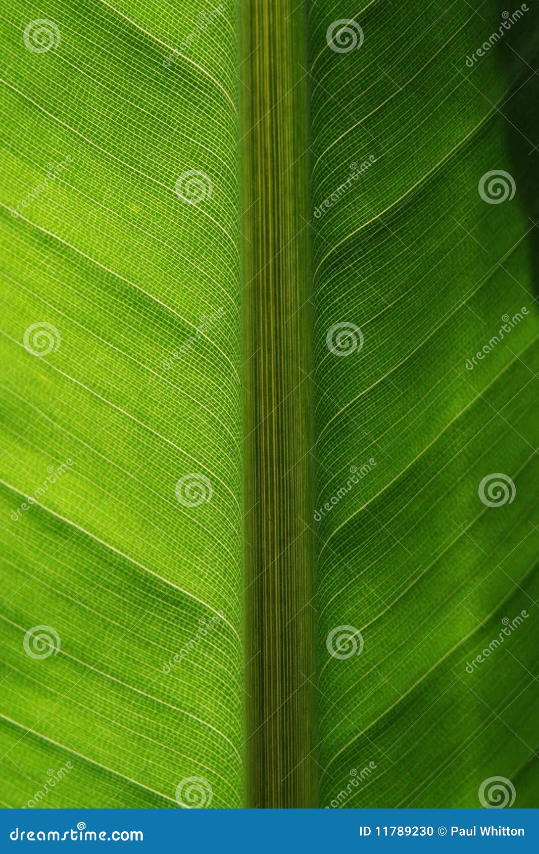 Tropical leaf close up stock photo. Image of leaf, close - 11789230