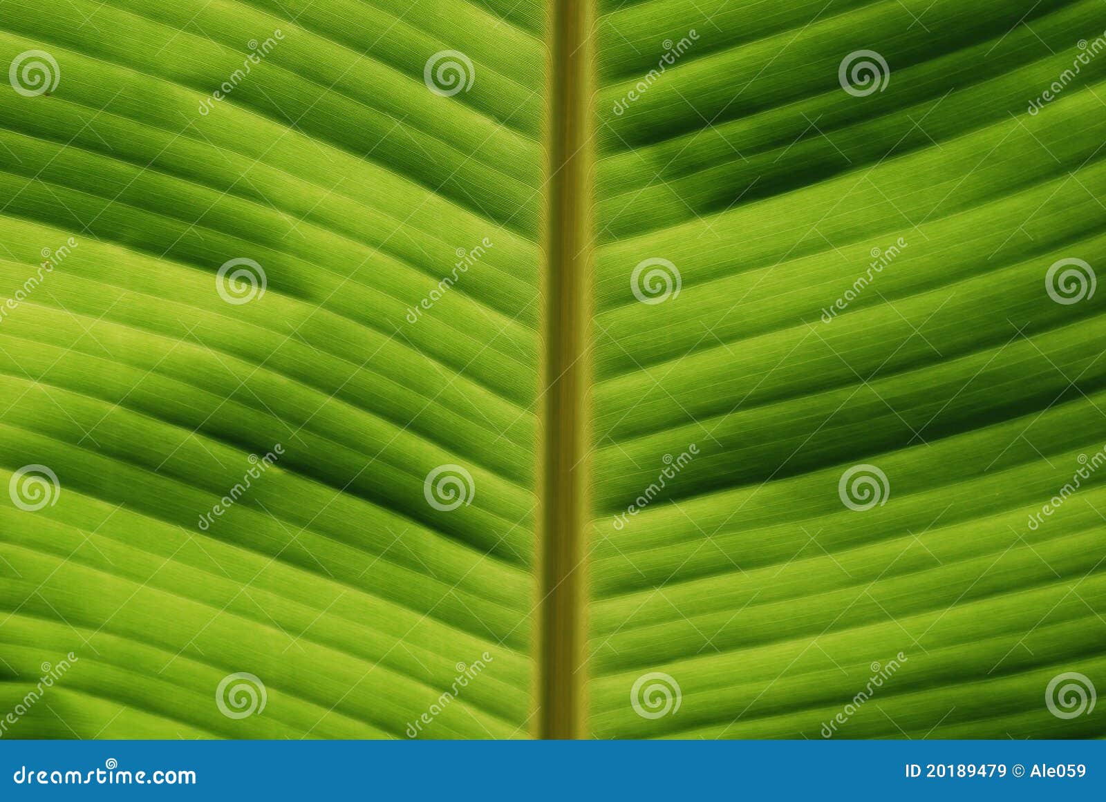 Tropical Leaf Close-up stock image. Image of color, green - 20189479