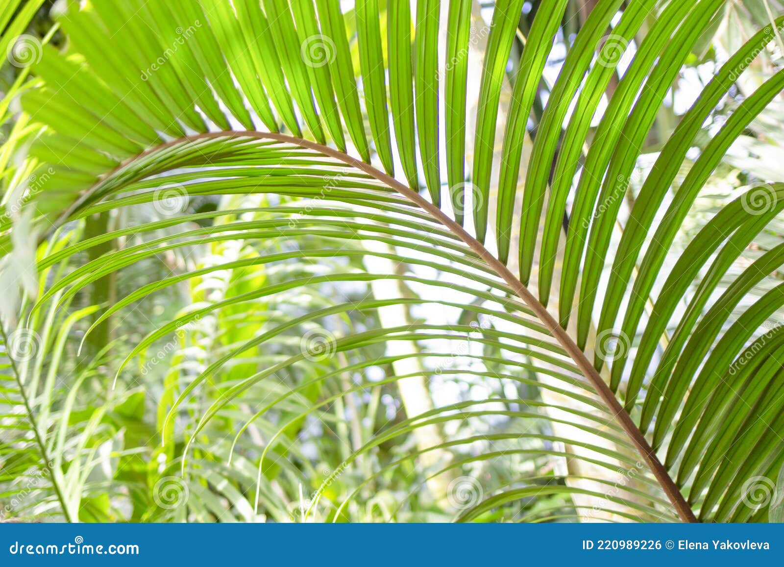 Tropical Leaf Close Up on the Background of Tropical Trees Stock Photo ...