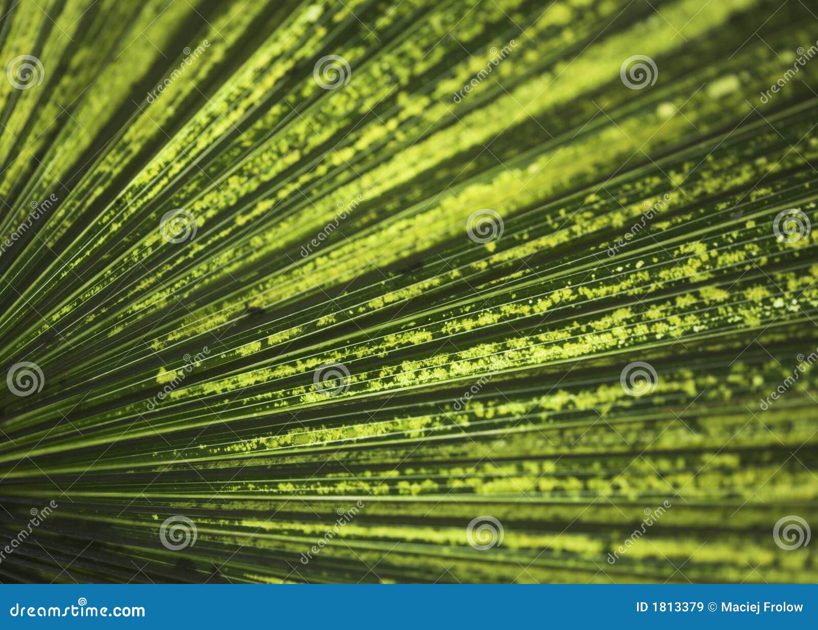Tropical Leaf Closeup stock image. Image of natural, green - 1813379