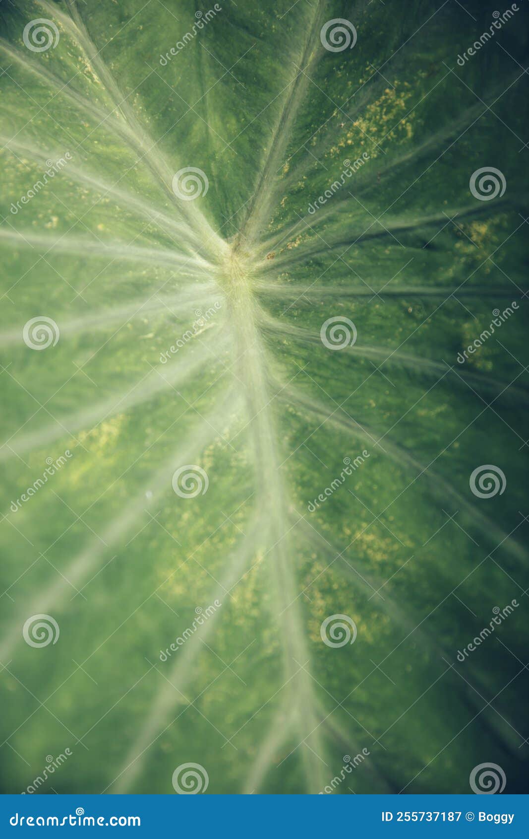 Tropical leaf closeup stock image. Image of bali, indonesia - 255737187