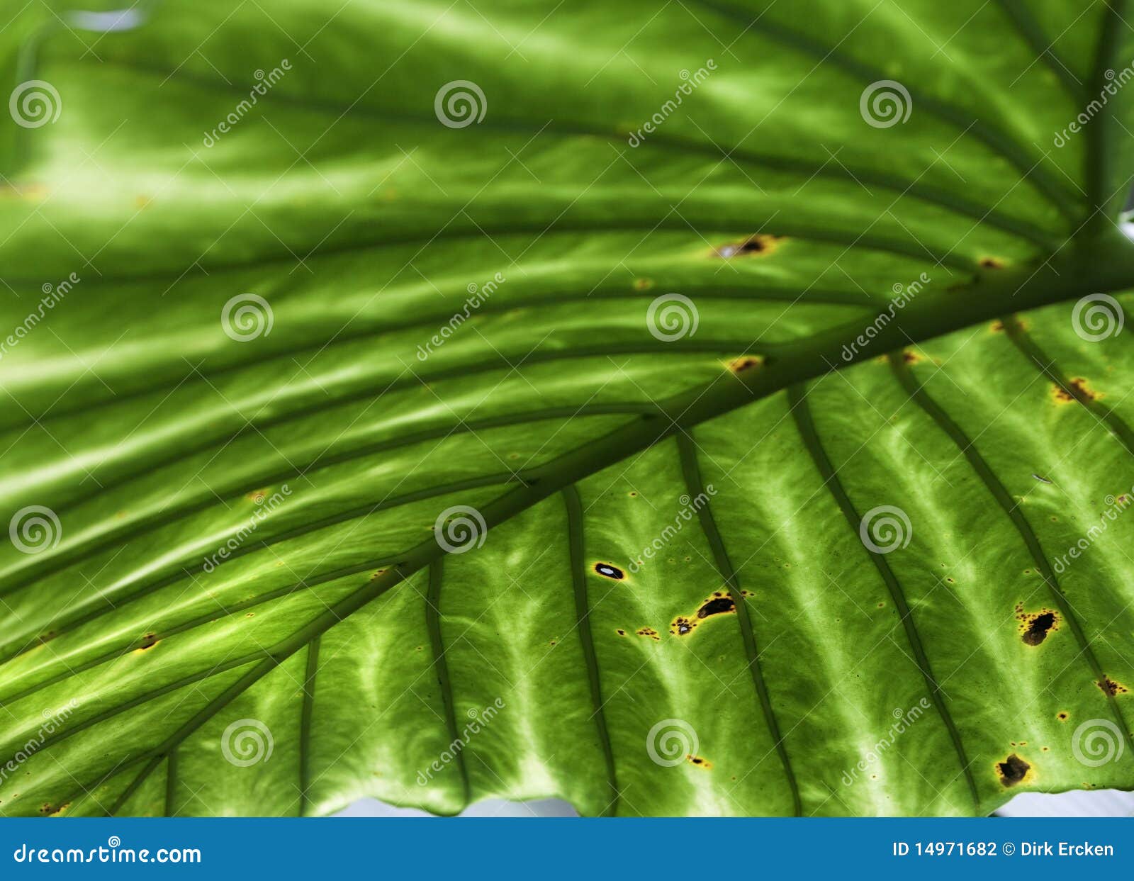 Tropical Leaf Detail Green Texture Background Stock Photo - Image of ...