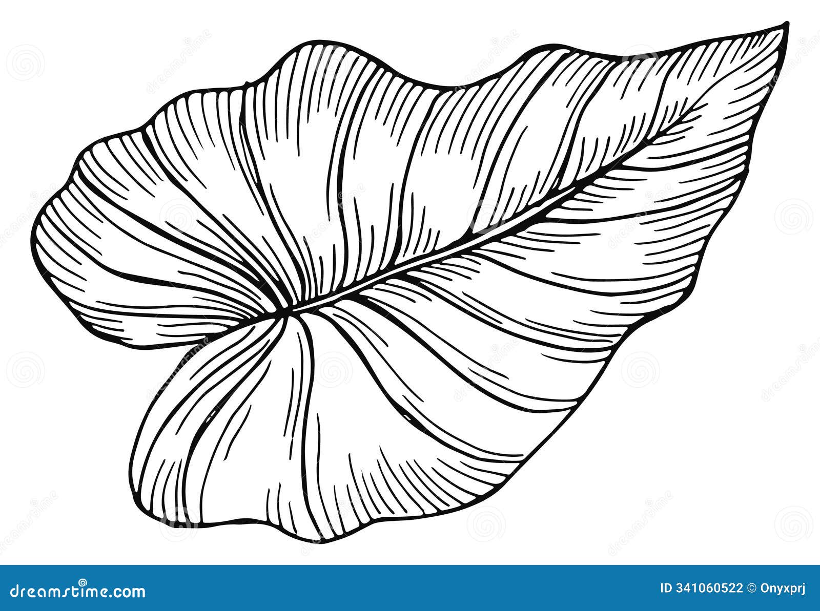Tropical Leaf Drawing. Floral Element Stock Illustration - Illustration ...