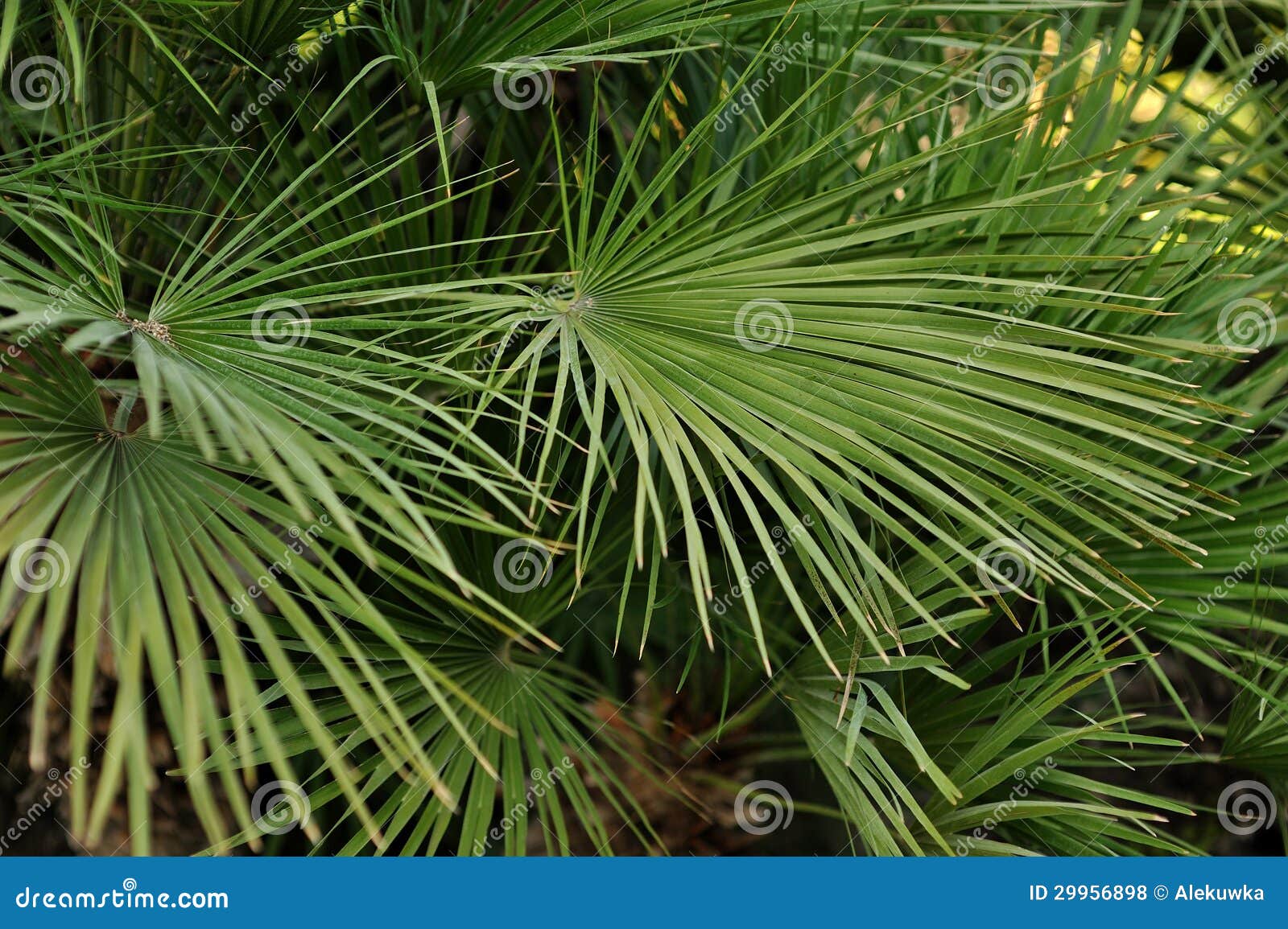 Verdure stock photo. Image of lush, macro, outdoors, background - 29956898
