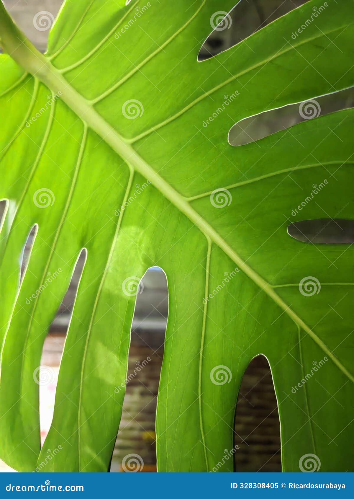 Tropical Leaf of a Plant Back View Stock Image - Image of frame ...
