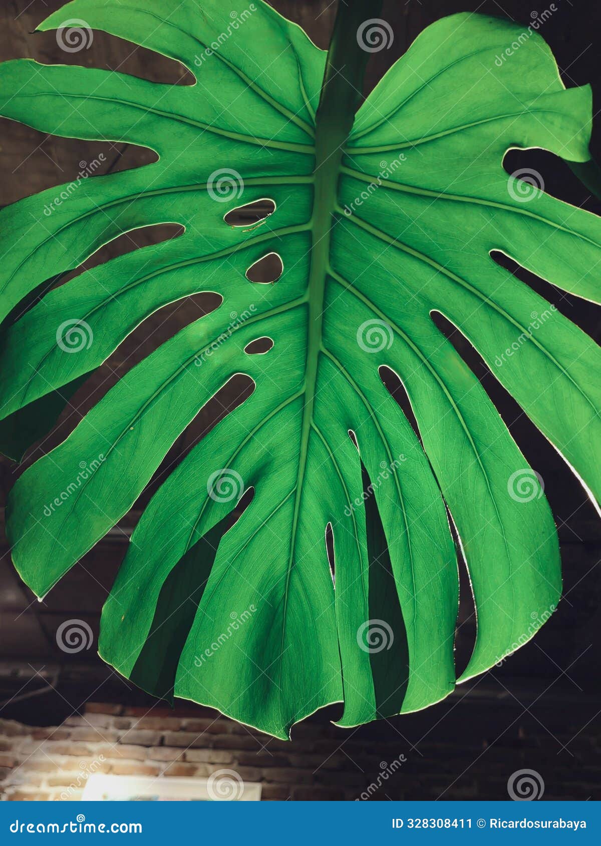 Tropical Leaf of a Plant Back View Stock Image - Image of natural ...