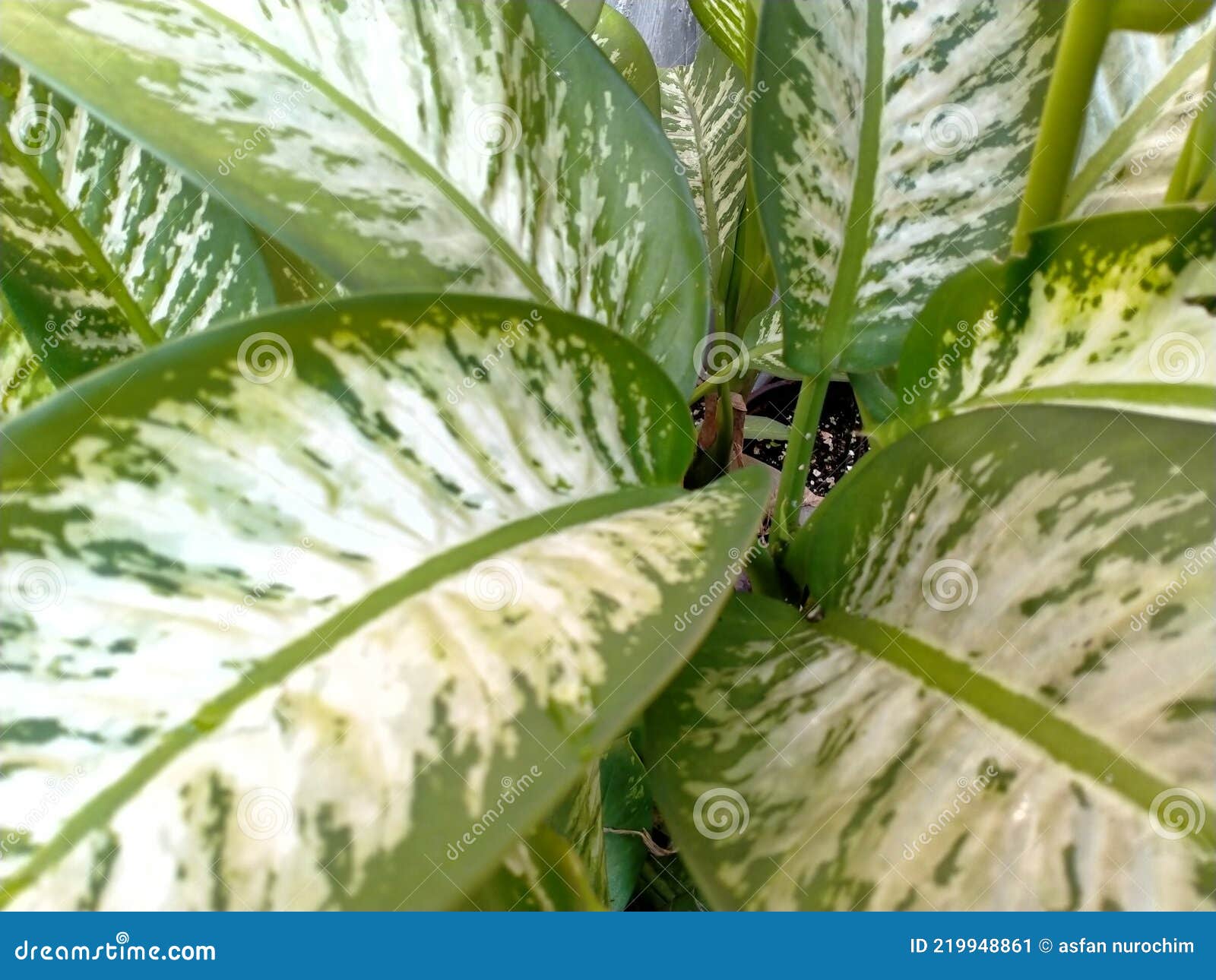 A Tropical Leaf Plant Patern Stock Image - Image of tropical, white ...