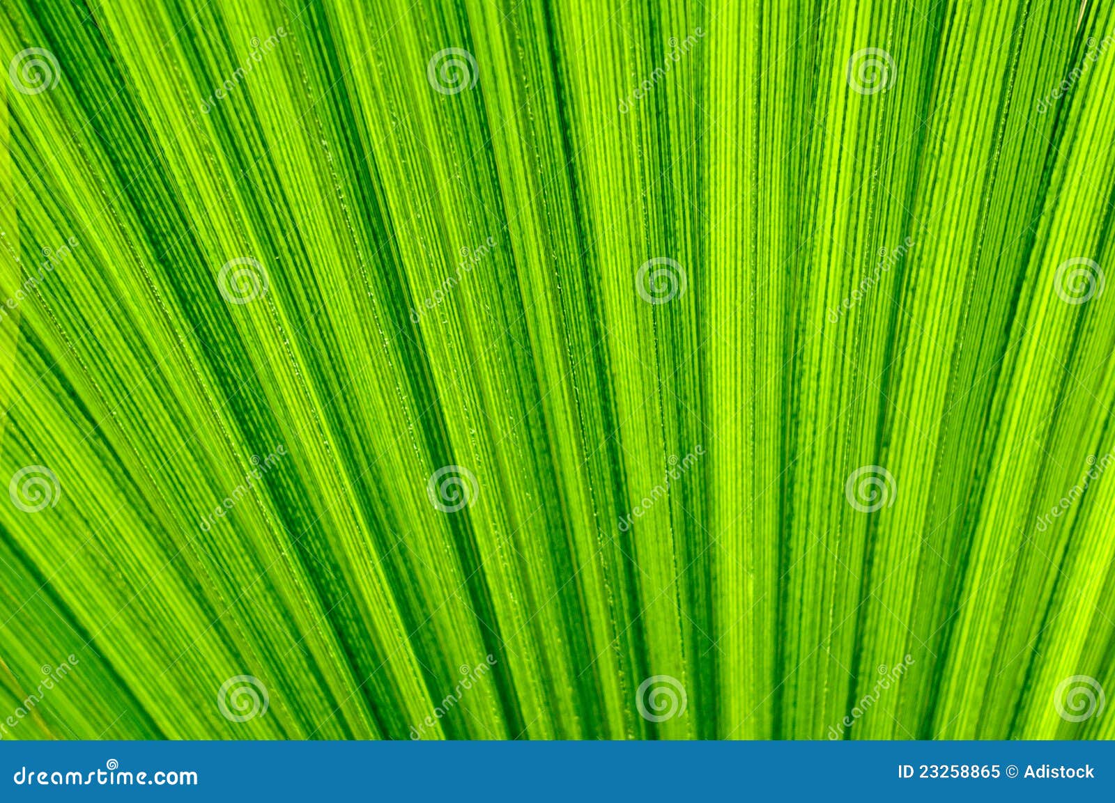 Tropical Leaf Texture Background Stock Image - Image of backdrop ...