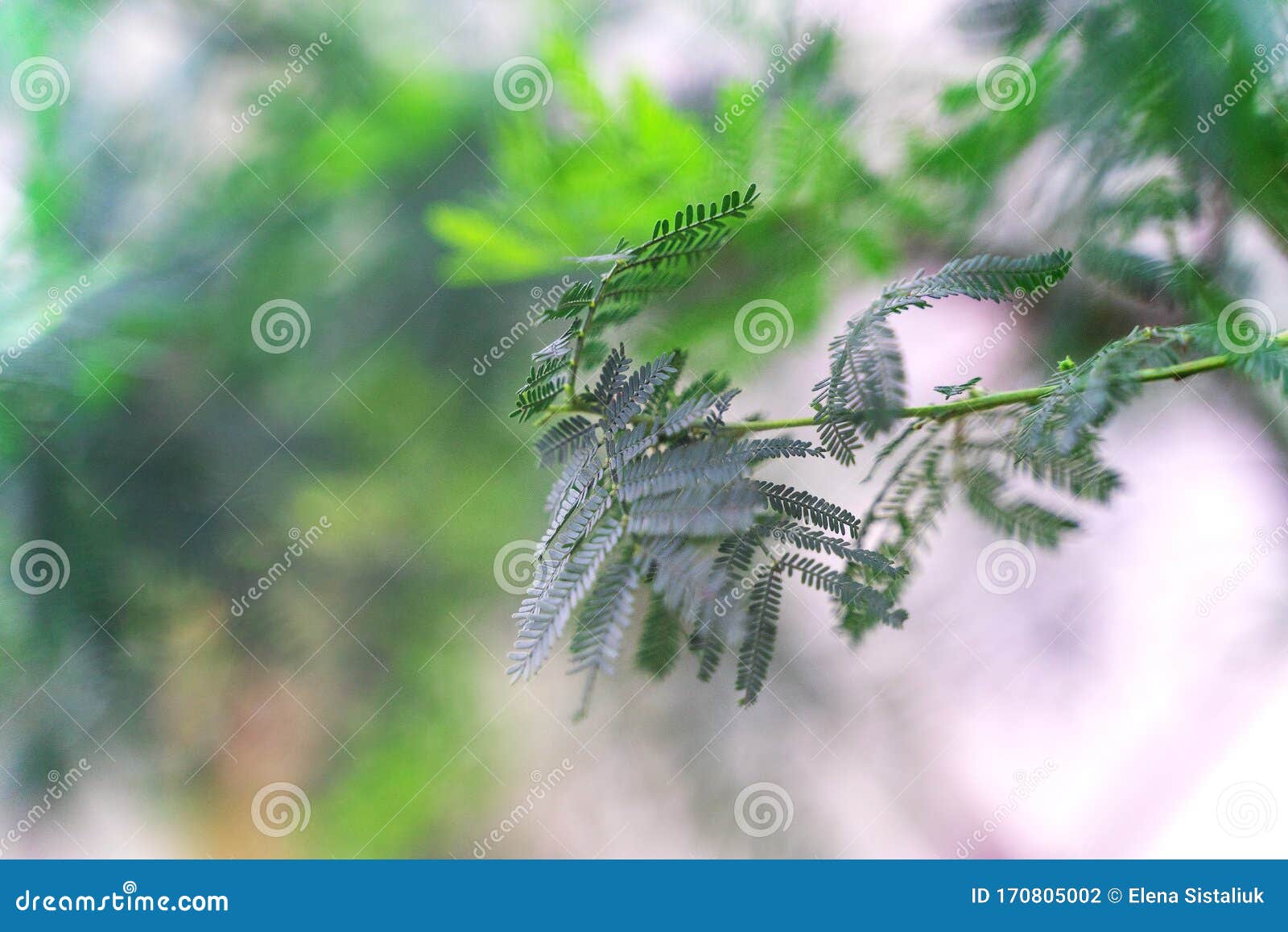 Tropical Leaf Texture Background, Dark Green Leaves are Shaped Like ...