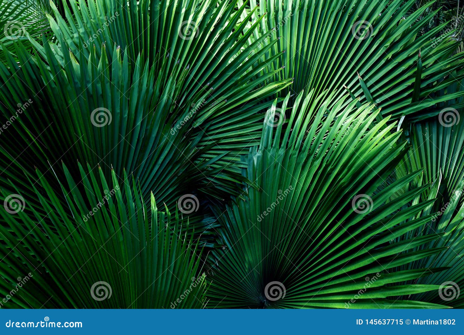 Tropical Leaf Texture Background Stock Image - Image of detail, texture ...