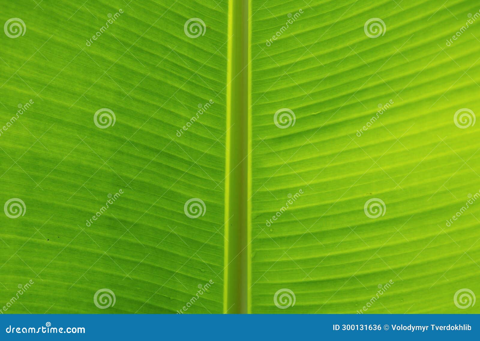Tropical Leaf Texture Background. Green Close Up Leaf Structure ...