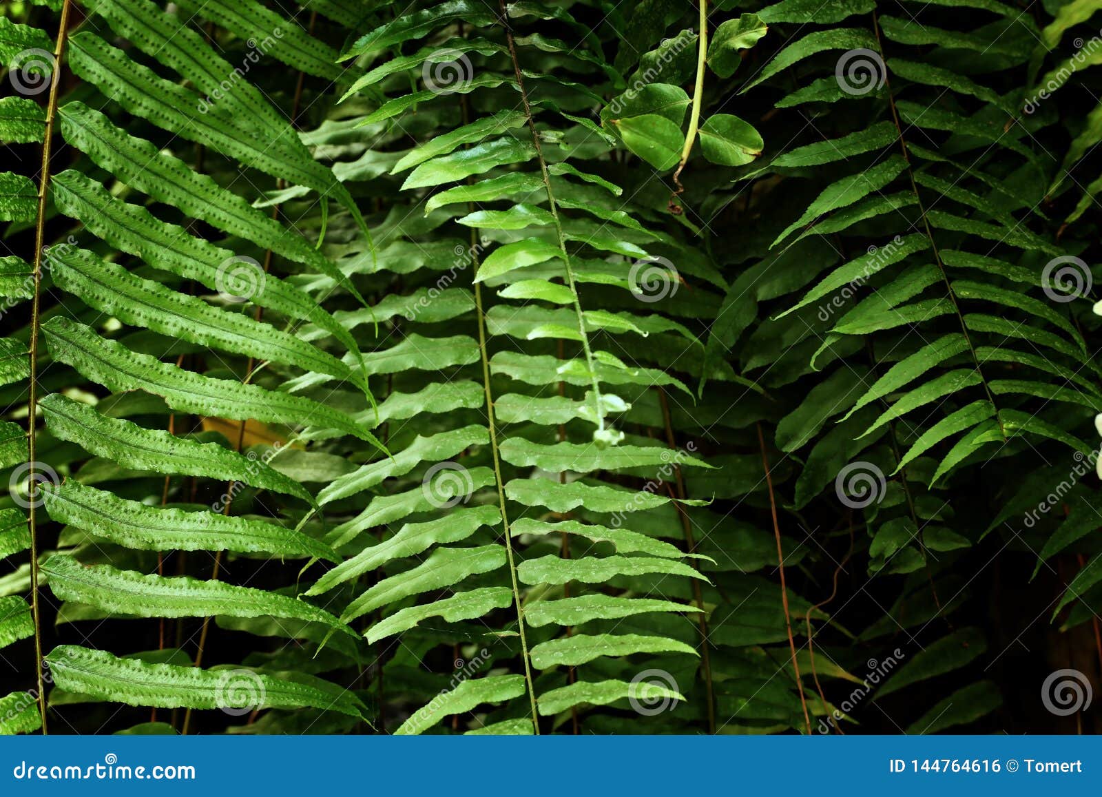 Tropical Leaf Texture, Foliage Nature Green Background Stock Photo ...