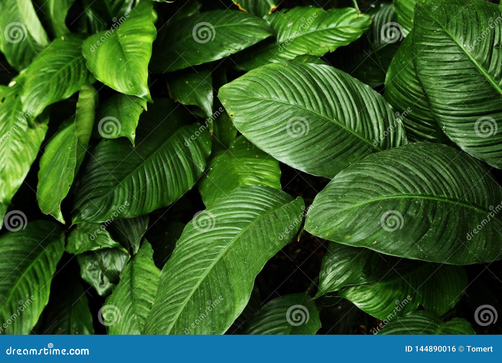 Tropical Leaf Texture, Foliage Nature Green Background Stock Photo ...