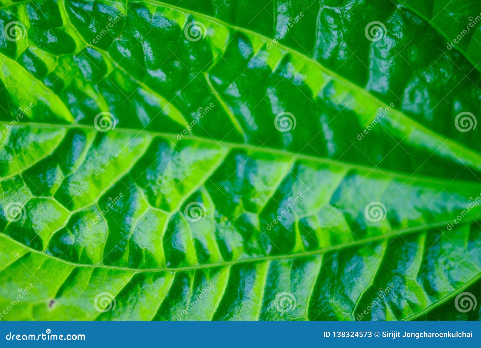Tropical Leaf Texture Nature Green Background Stock Image - Image of ...