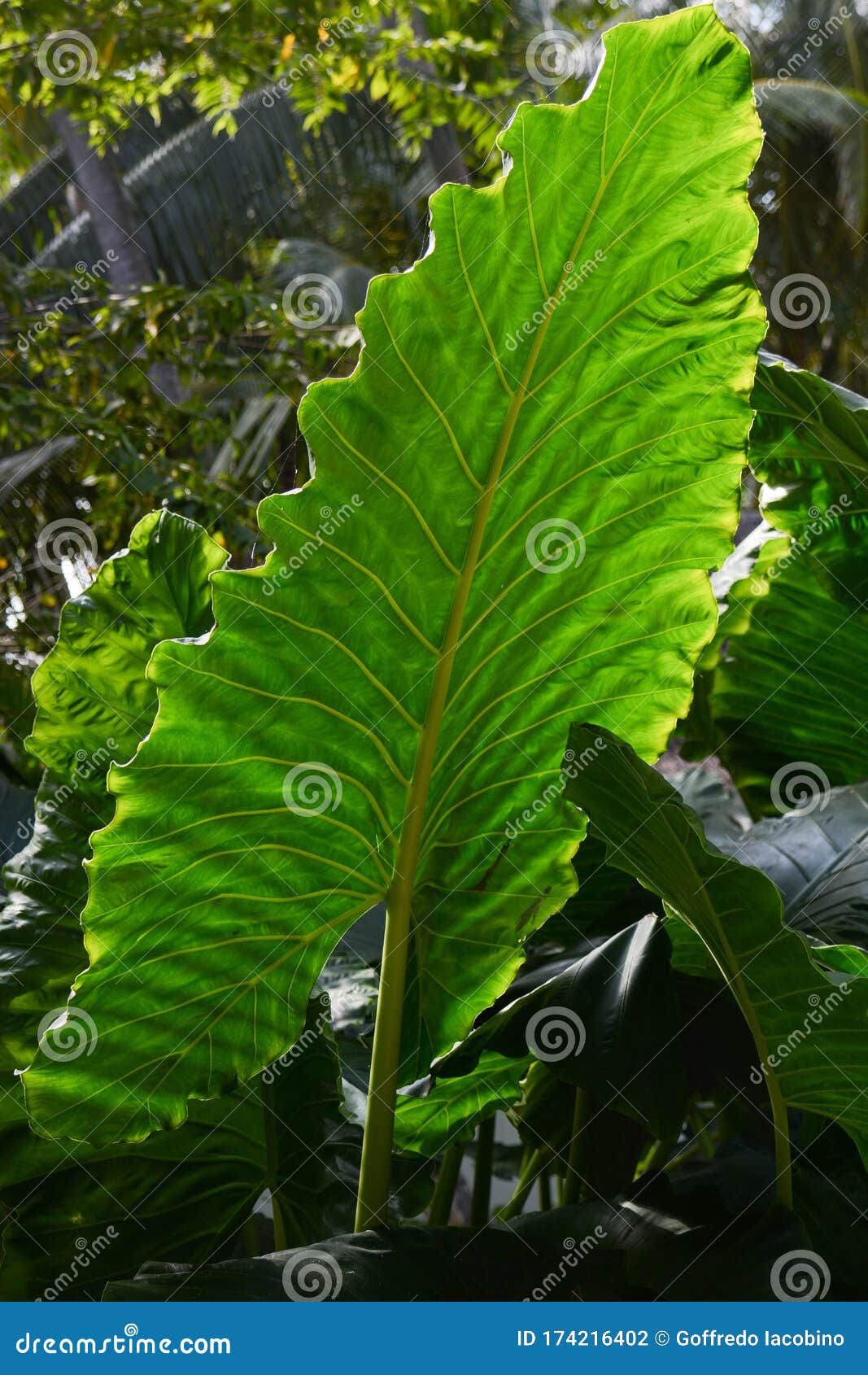 Tropical leaf stock photo. Image of natural, nature - 174216402