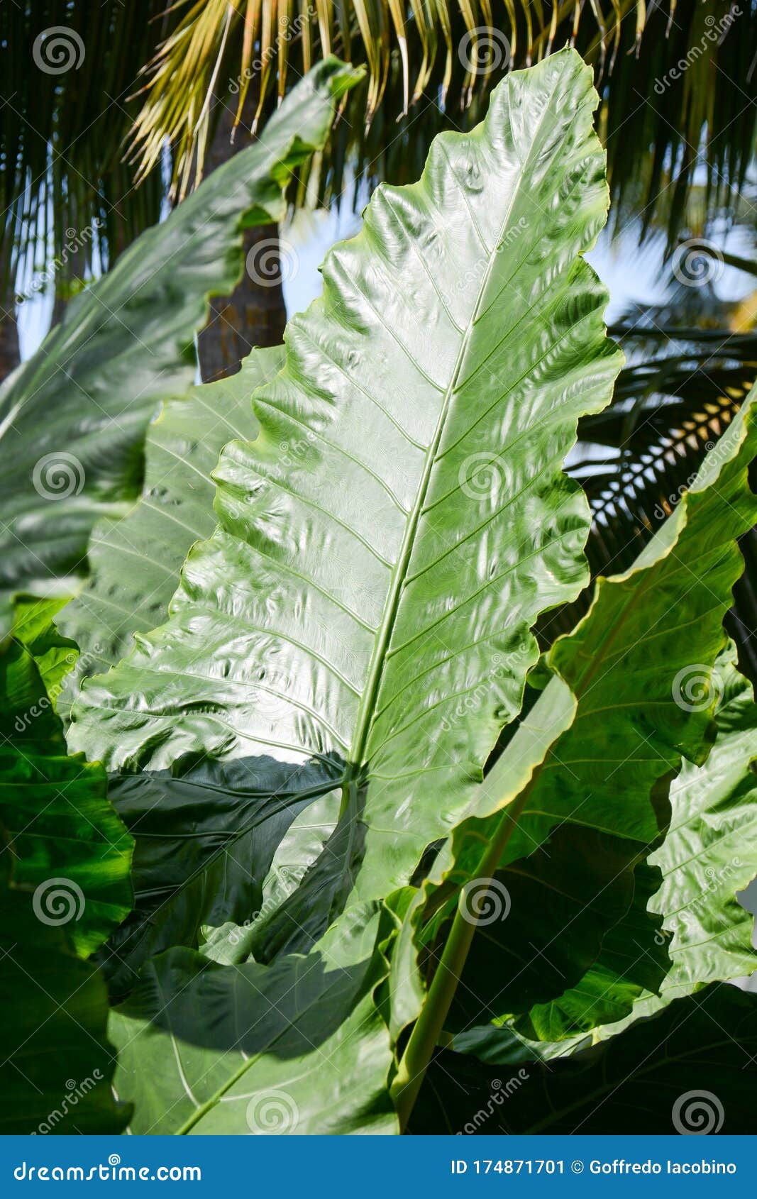 Tropical leaf stock image. Image of forests, lanceolate - 174871701