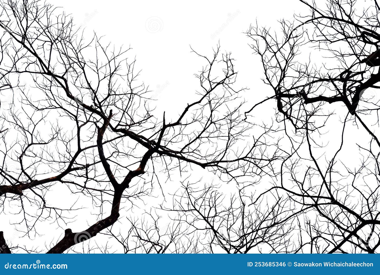 Tropical Leafless Trees on White Isolated Background with Top View ...