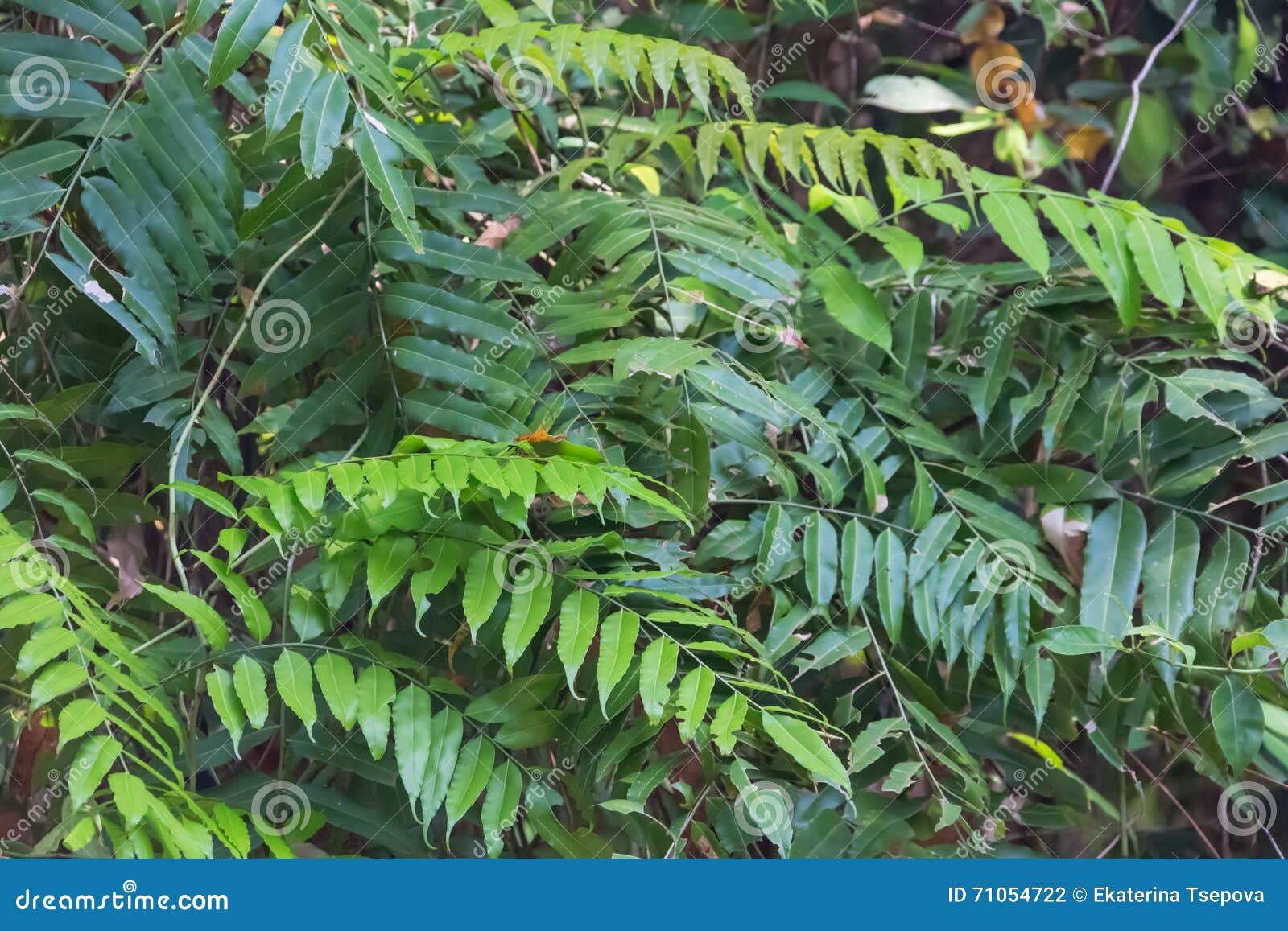 Tropical leafs stock photo. Image of leafs, reserve, asia - 71054722