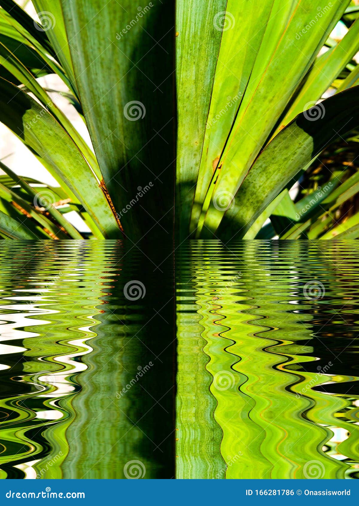 Tropical Leave in Water stock photo. Image of beauty - 166281786