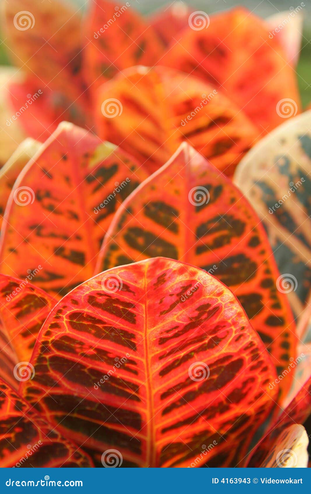 Tropical leaves stock image. Image of asia, green, garden - 4163943