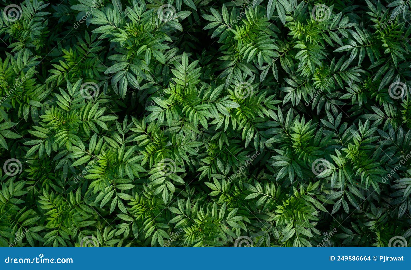 Tropical Leaves, Abstract Green Leaves Texture Stock Photo - Image of ...