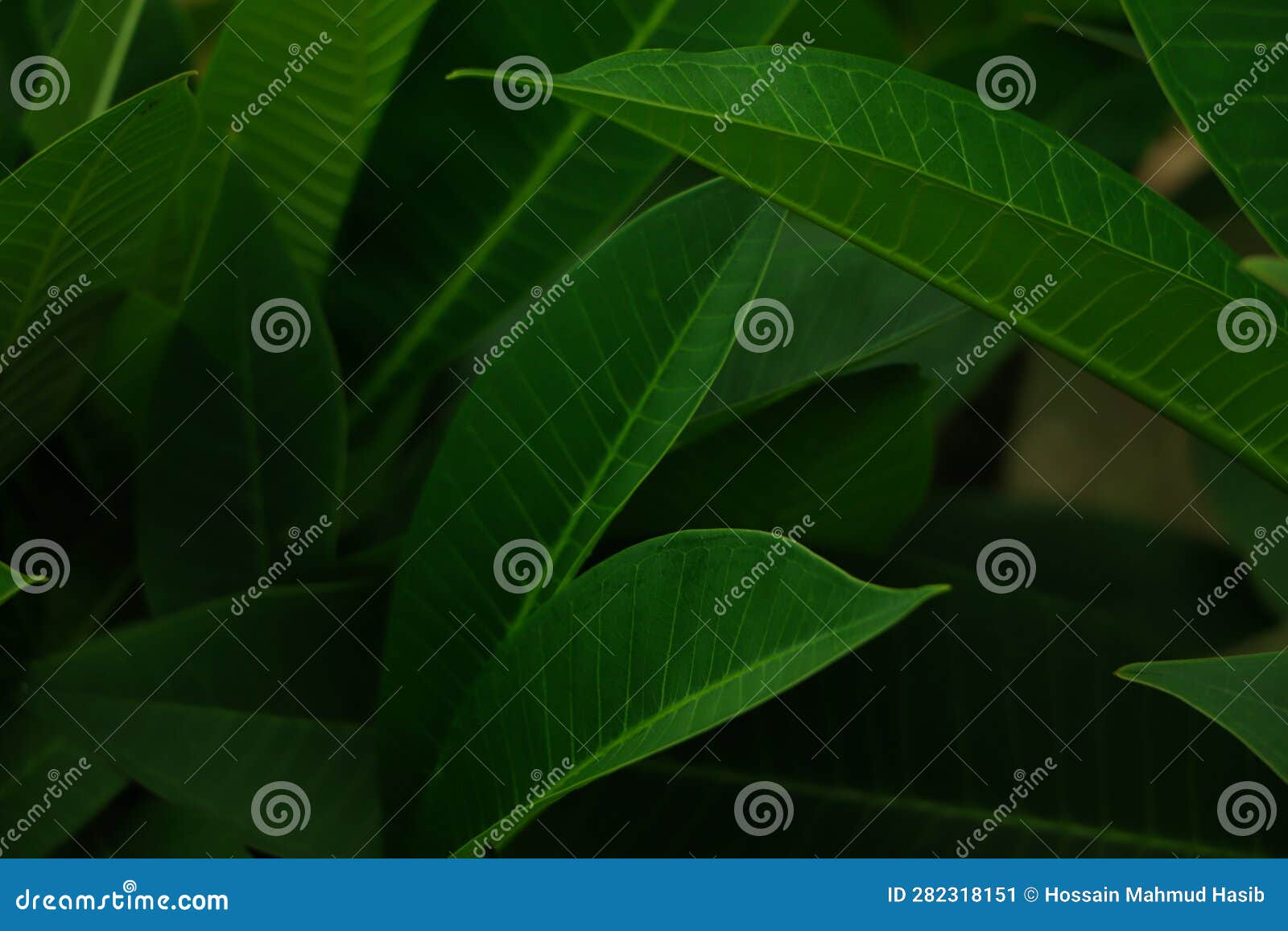 Tropical Leaves, Abstract Green Leaves Texture, Nature Background Stock ...