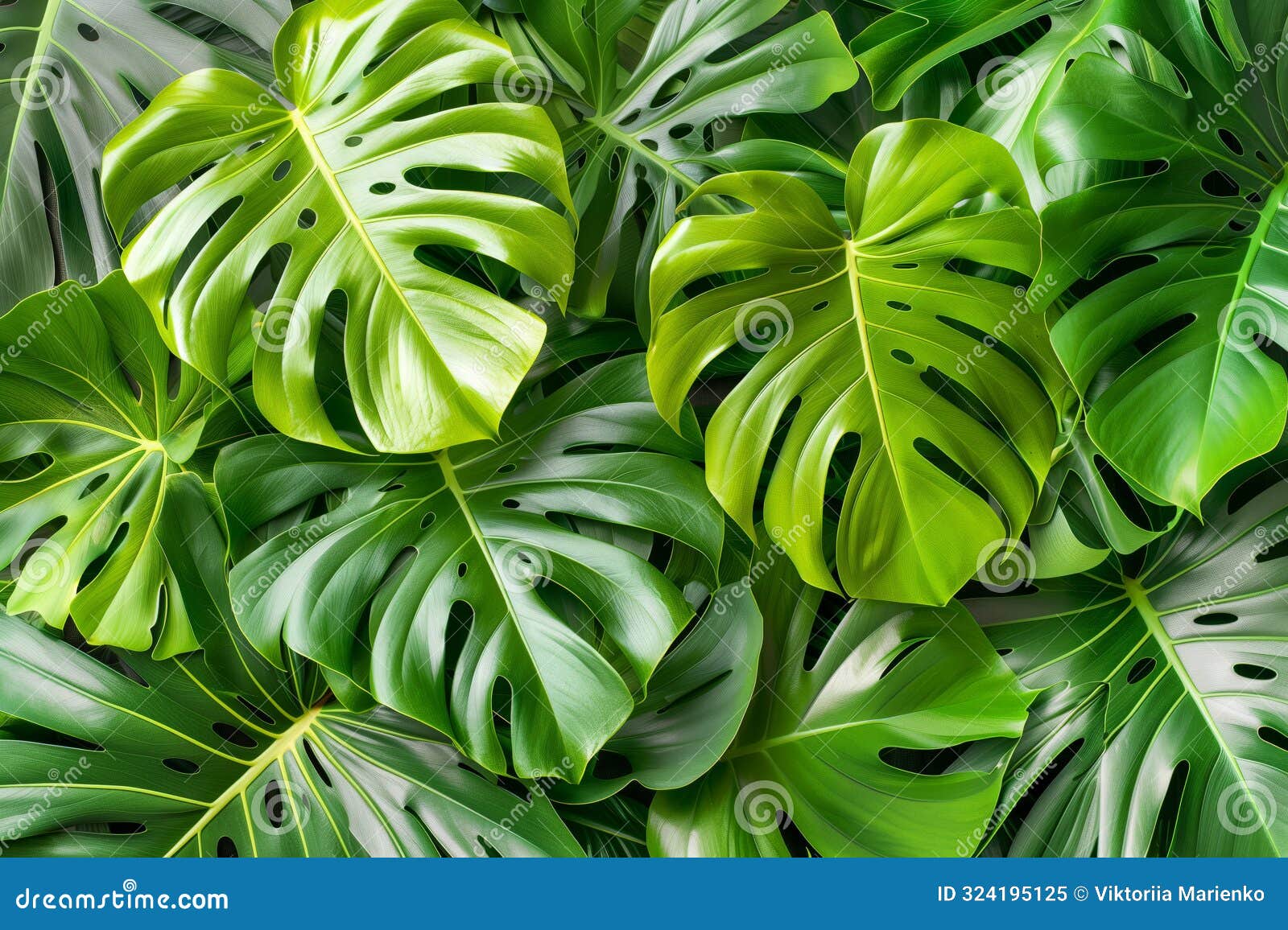 Tropical Leaves Background, Monstera Leaves Texture, Top View Stock ...