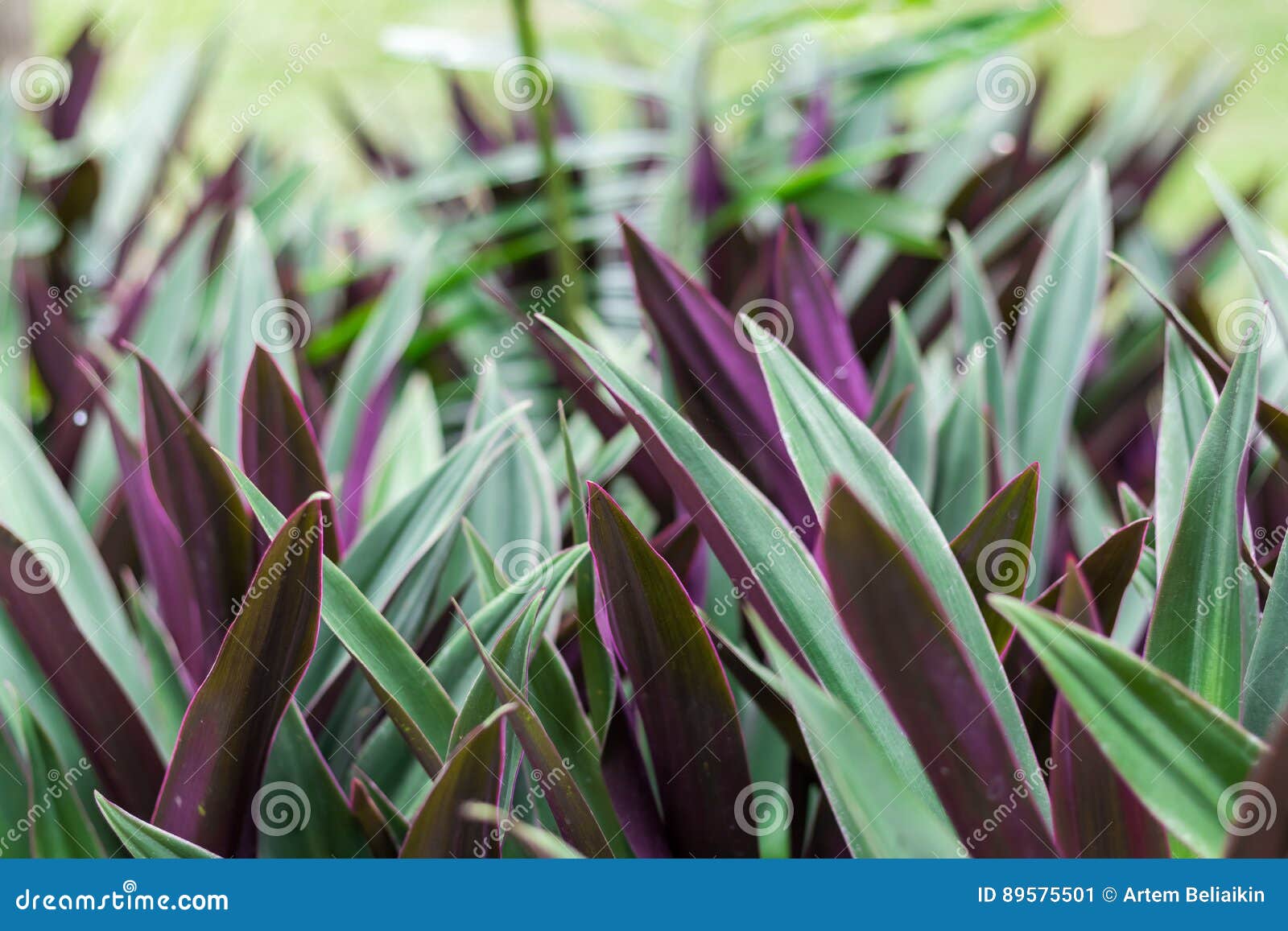 Tropical Leaves Background, Pattern, Macro Green. Bali Zoo. Stock Image ...