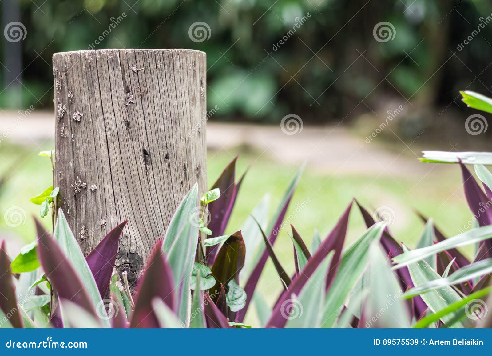 Tropical Leaves Background, Pattern, Macro Green. Bali Zoo. Stock Image ...