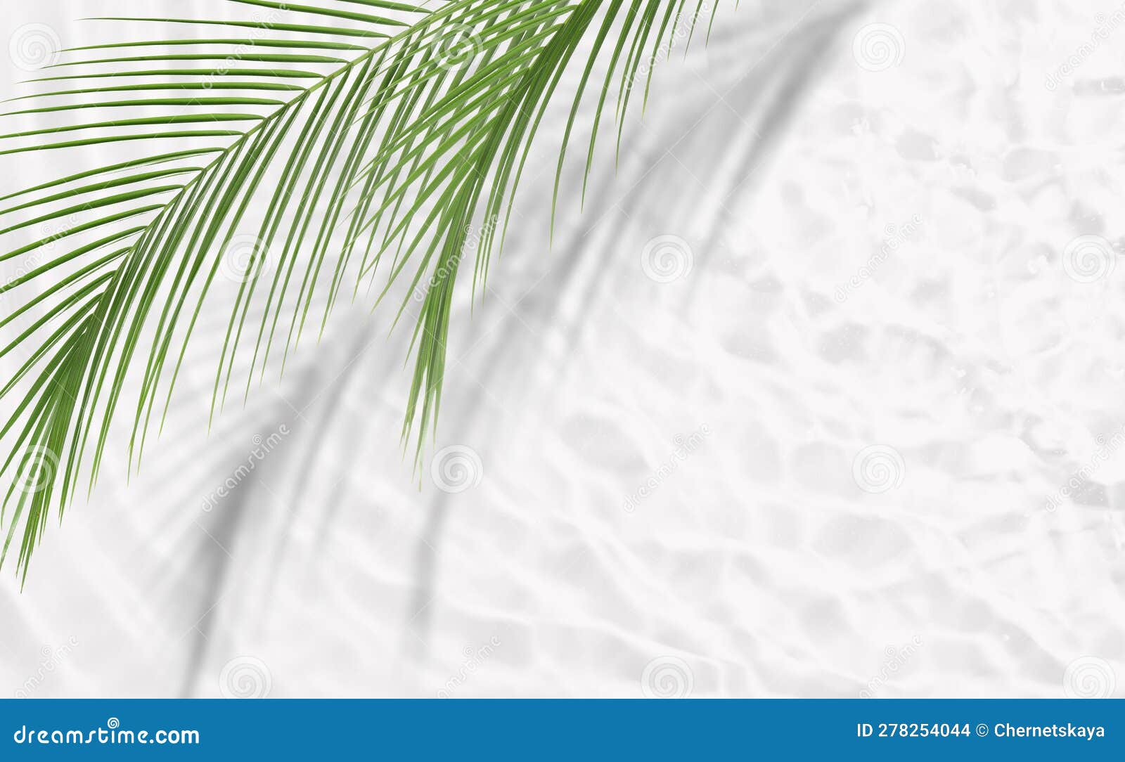 Tropical Leaves Casting Shadow Over Rippled Water on White Background ...