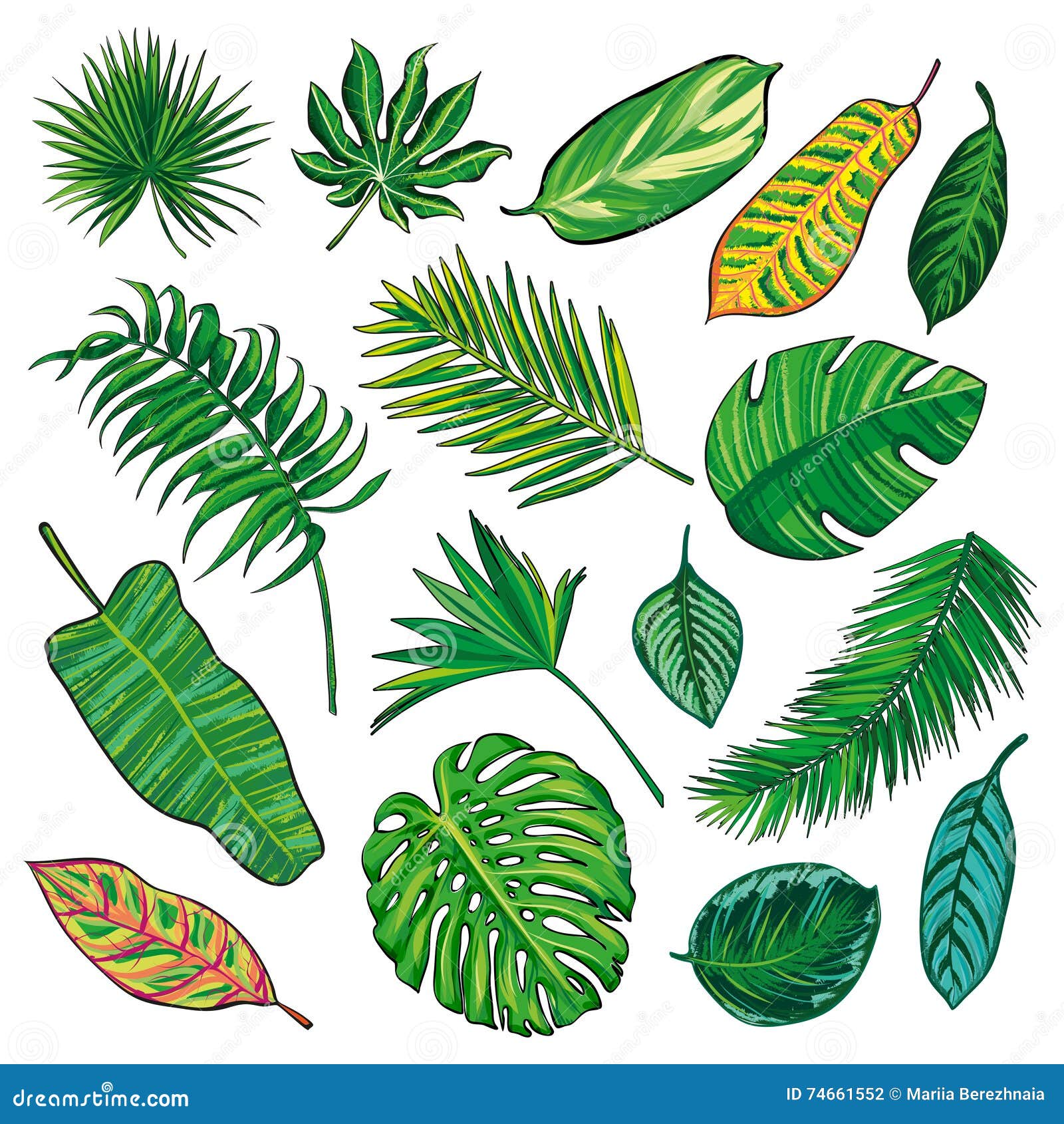Tropical Leaves Collection, Isolate Vector.Big Set Stock Vector ...
