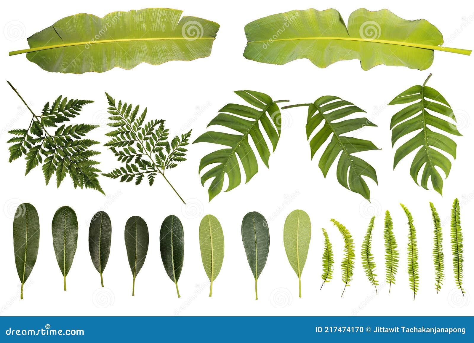 Tropical Leaves. Different Tropical Leaves on White Background Stock ...