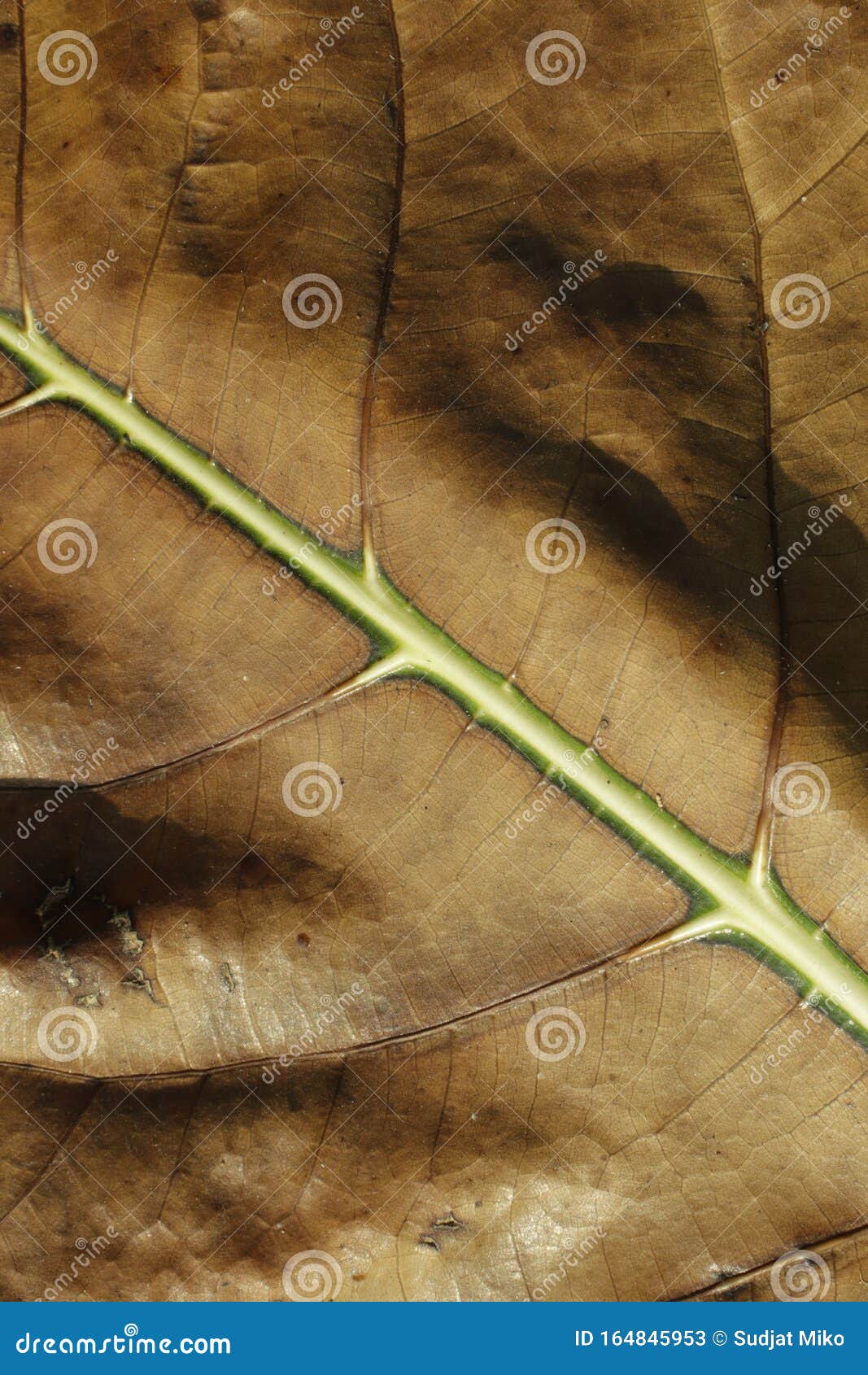 Dried Tropical Leaves. Abstracts Background. Stock Image - Image of ...