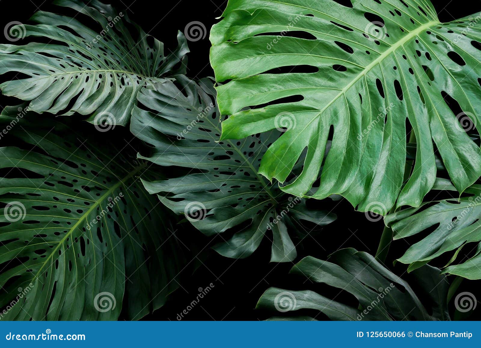 Tropical Leaves Exotic Floral Pattern of Split Leaf Philodendron Stock ...