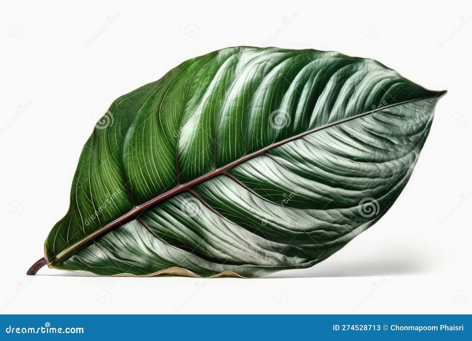 Tropical Leaves. High Resolution, Isolate on White Background. Stock ...