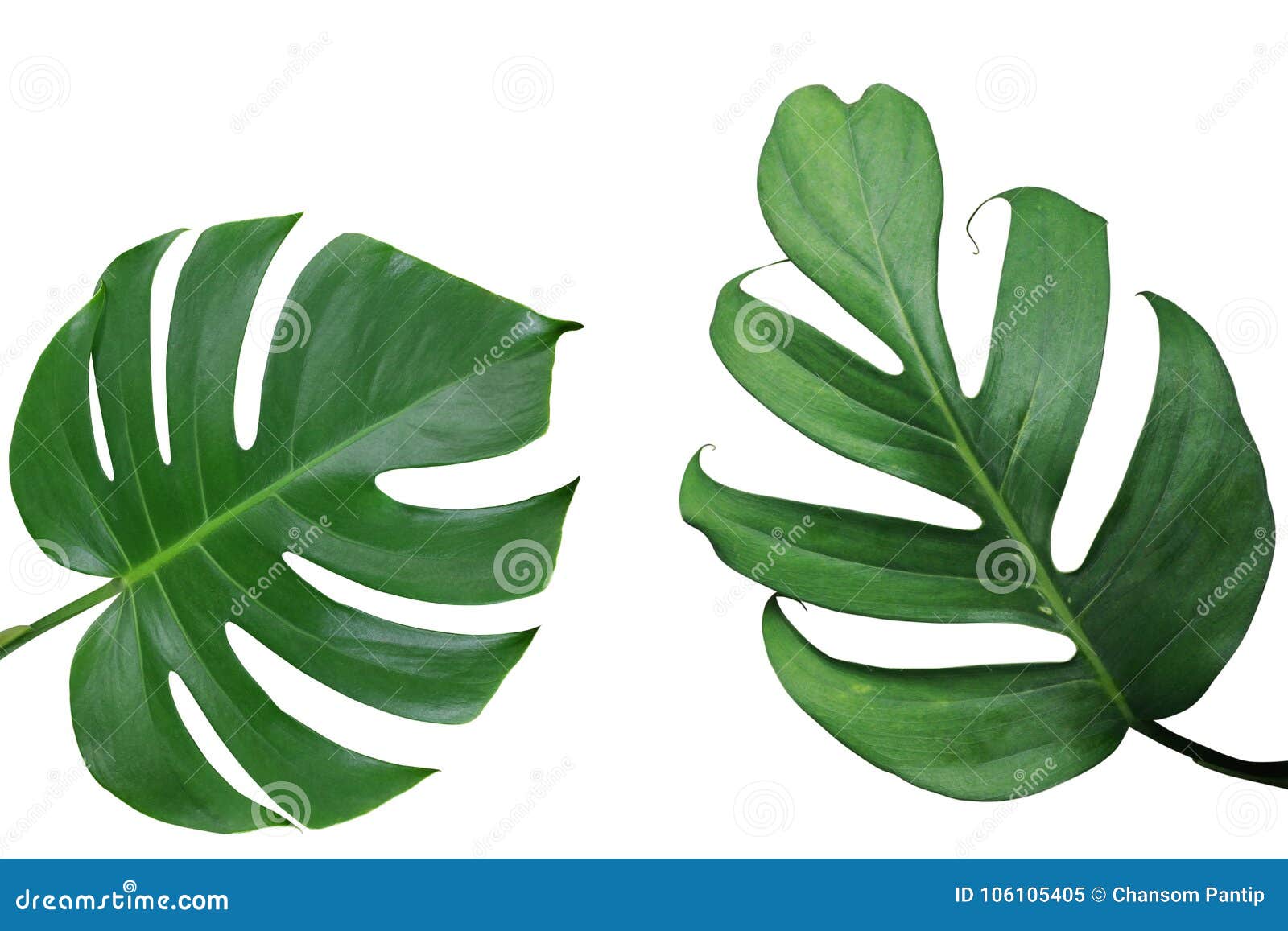 Split Leaf Of A Giant Exotic Philodendron Bipinnatifidum Plant Stock ...