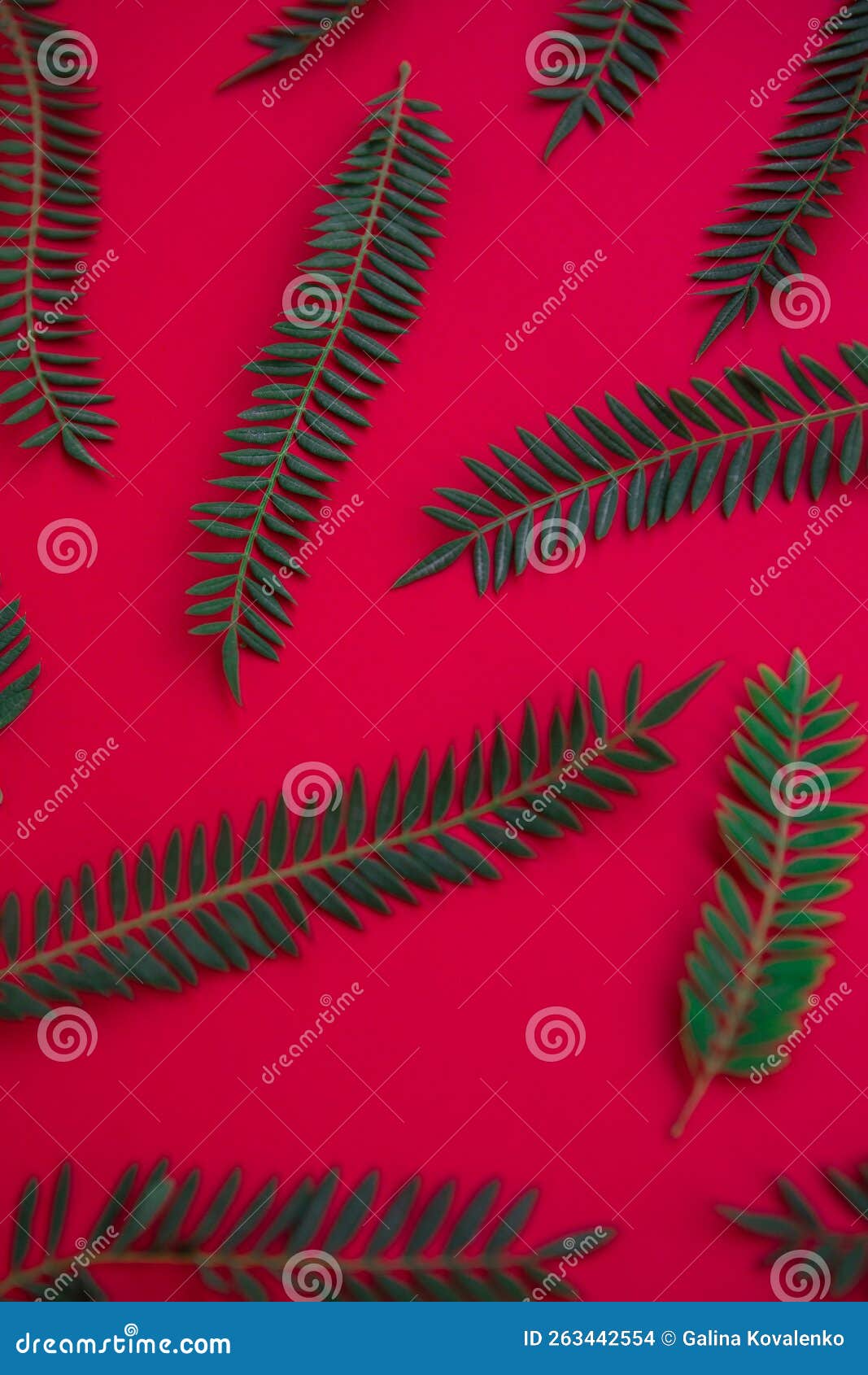 Tropical Leaves on a Red Background. Stock Photo - Image of color ...