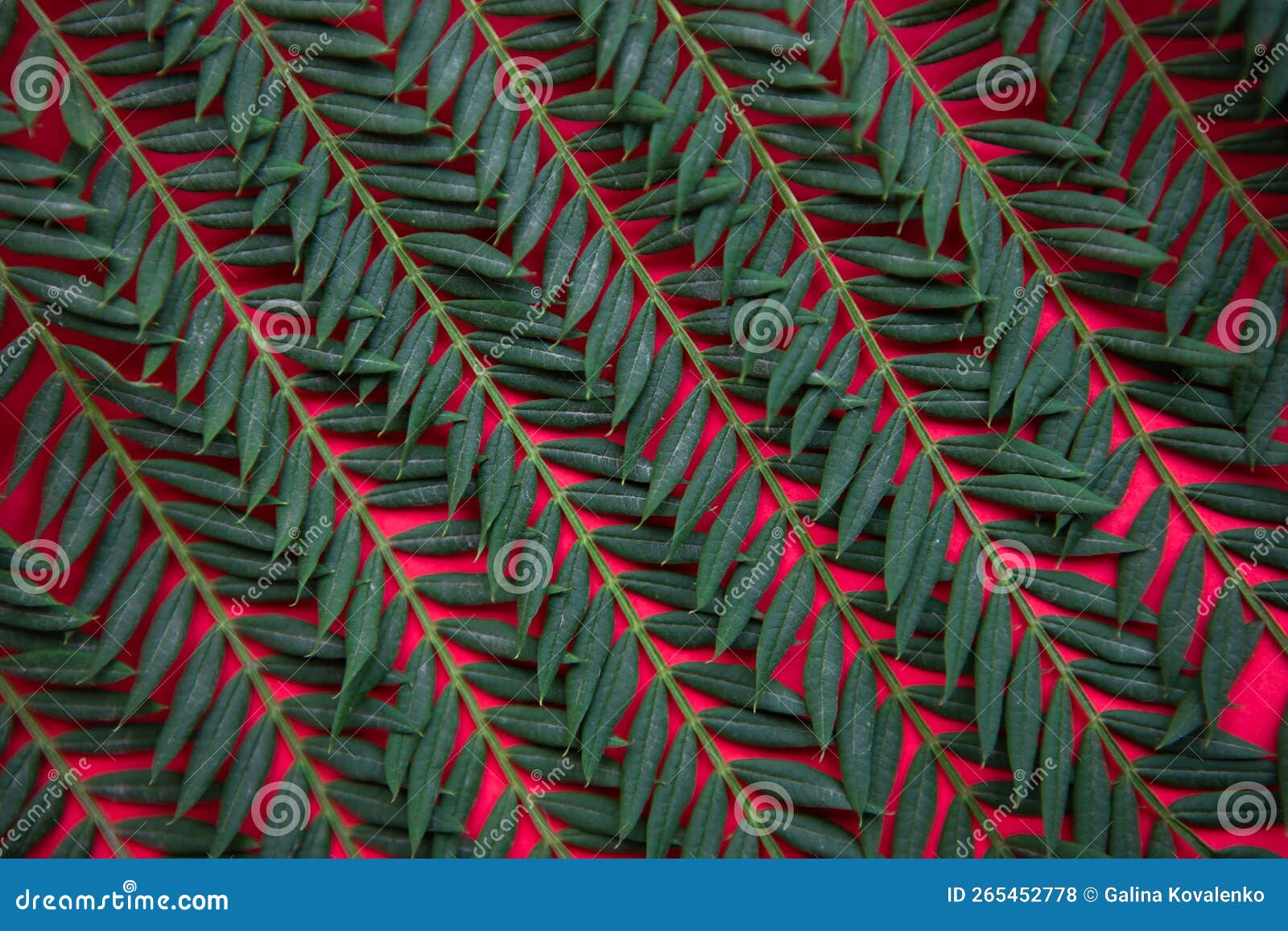 Tropical Leaves on a Red Background. Stock Photo - Image of bush, palm ...